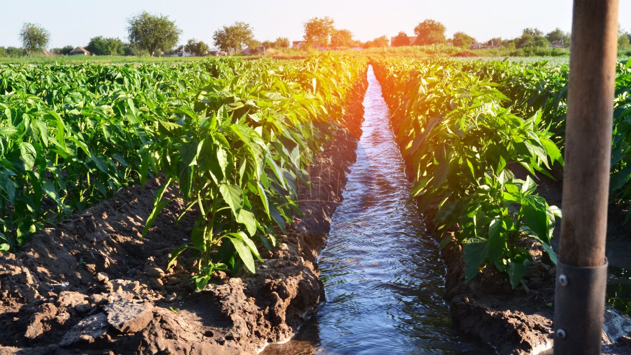 Furrow Method of Irrigation - Definition, Methods and Advantages